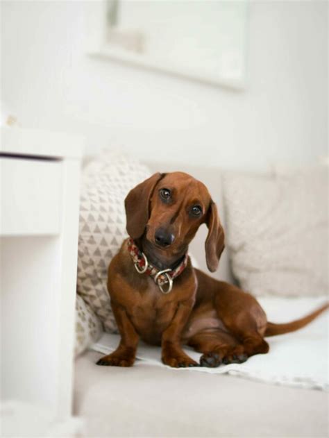 Conheça 5 curiosidades sobre o Dachshund o salsichinha Petz Blog Petz
