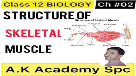 Structure Of Skeletal Muscle In Urdu 12 Class Biology YouTube