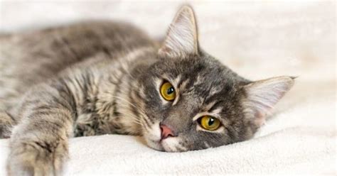 Confinement et chat malade quand faut il l emmener chez le vétérinaire