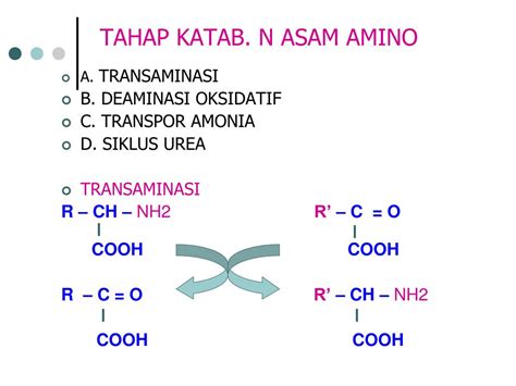 PPT METABOLISME PROTEIN DAN ASAM AMINO PowerPoint Presentation Free