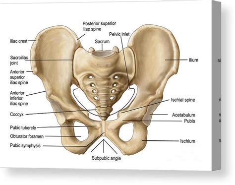 Infographic Diagram Human Hip Bone Pelvic Girdle Anatomy 51 OFF