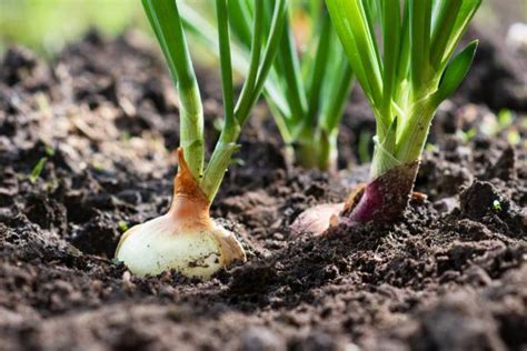 Cómo plantar cebollas Paso a paso y consejos