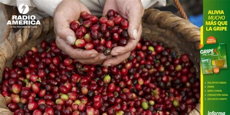 Las Exportaciones De Caf Hondure O Bajan Un En El Primer Mes De