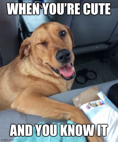 When Youre Cute And You Know It Imgflip