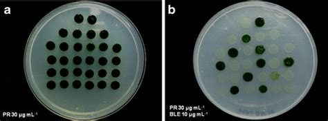 Bler Phenotype In C Reinhardtii Ble Aphviii Cotransformants