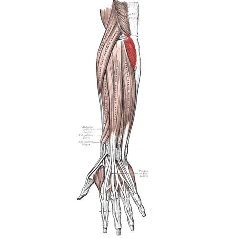 Supinator Anatomy Origin Insertion Action Innervation The