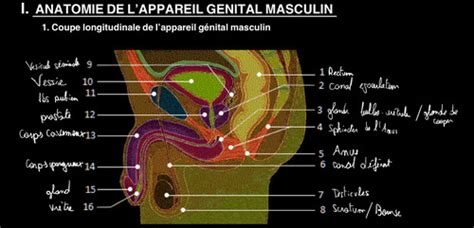Appareil G Nital Masculin Cartes Quizlet