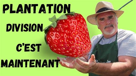 L Automne Est Le Moment Propice Pour La Division Et La Plantation Des
