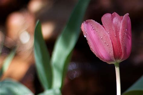 Free Images Blossom Flower Petal Tulip Botany Flora Close Up