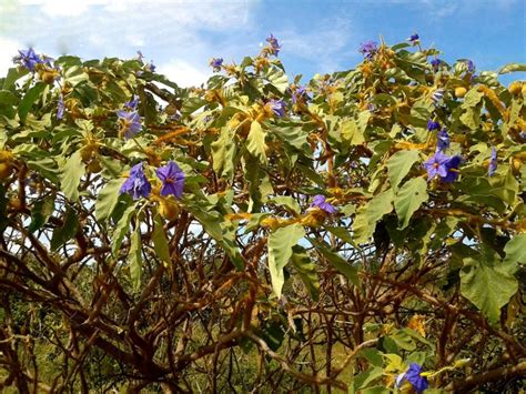 Plantas do Cerrado Medicinais nativas típicas endêmicas
