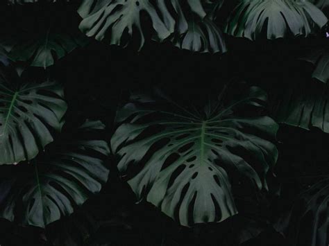 Share 83 Dark Green Aesthetic Wallpaper 3tdesign Edu Vn