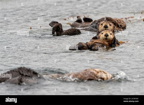 Sea Otter Mom With Pup Wrapped In Kelp In Quatsino Sound First Nations