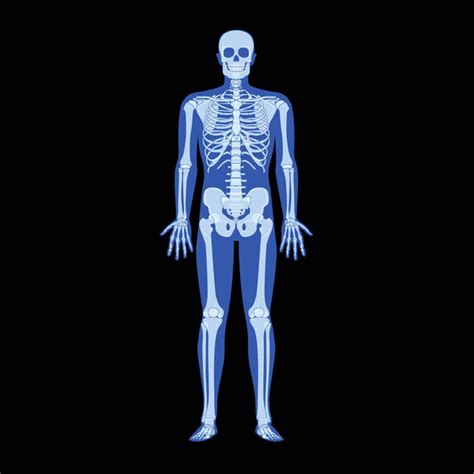 Piernas Humanas Free Stock Vectors
