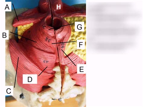 AA Practicum 4 Male Perineum Diagram Quizlet