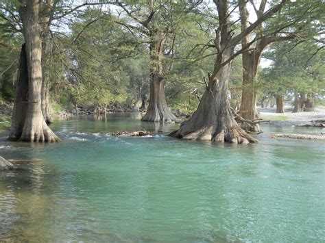 el ahuehuete o sabino taxodium huegelii es un árbol emblemático de