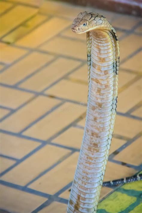 Kung Cobra Ophiophagus Hannah V Rldens St Rsta Venom Sa Orm Kokor R