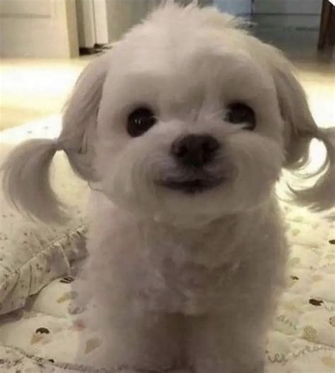Pin by andi v on Guardado rápido Cute animal photos Silly animals