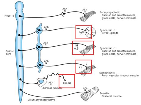 Autonomic Pharmacology Flashcards Quizlet