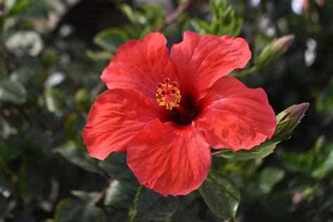 Hibisco conheça a planta que pode atrair um grande amor