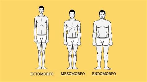 Biotipos Corporales Conoce Los Diferentes Tipos De Cuerpos