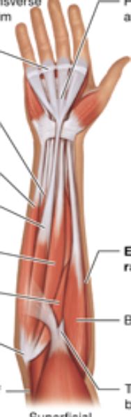 Muscles That Move The Forearm Diagram Quizlet