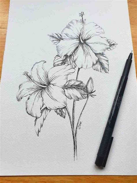 20 Easy Hibiscus Drawing Ideas Draw A Hibiscus