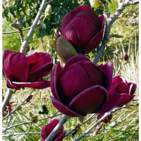 Purple Black Magnolia Genie Tulip Tree
