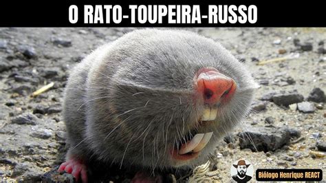 O Rato toupeira russo Biólogo Henrique REACT YouTube