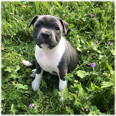 R Servation Chiots Staffy Bleus N S Au Domaine De Mondon