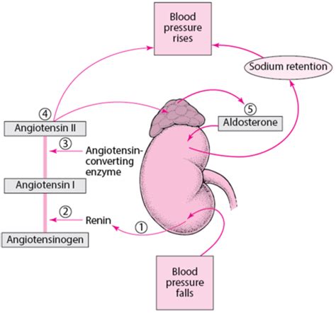 Renal Failure Flashcards Quizlet