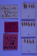Japanese Ants Image Database