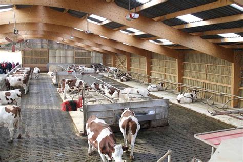 réalisations bâtiments vaches laitières charpente bois lamellé collé