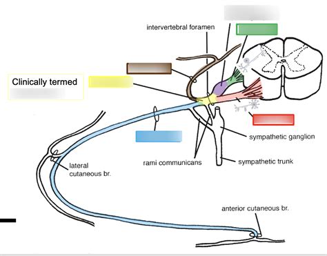 Spinal Nerve Diagram Diagram Quizlet