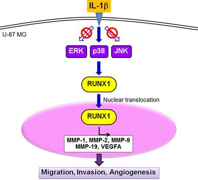 Diagram Showing Possible Pathway Of Runx On The Regulation Of Mmps And