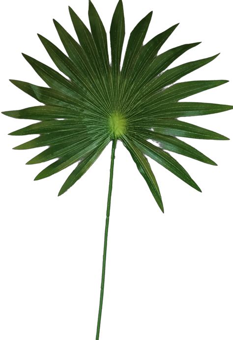 LIŚĆ PALMY PALMA PALCZATKA GAŁĄZKA 50 CM CF1 034 Cena Opinie