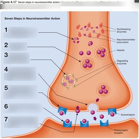 Neurotransmission Process Diagram Quizlet