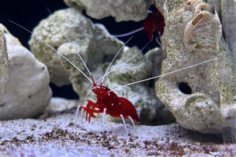 NAKED STAR AQUARIUM 滞在シーン別のモデルコースマクセル アクアパーク品川 maxell AQUA PARK