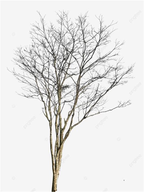 árbol Sin Hojas PNG dibujos árbol Otoño Ramita PNG y PSD para