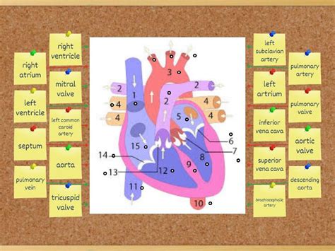 Structure Of Human Heart Labelled Diagram