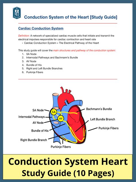 conduction system of the heart pdf steps labeled diagram pathway in order — ezmed