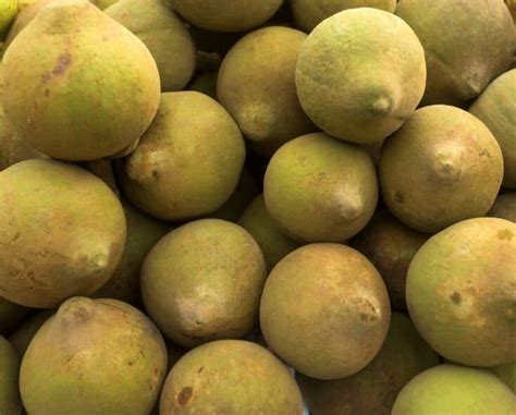 Fruits That Start With Q Greedy Gourmet