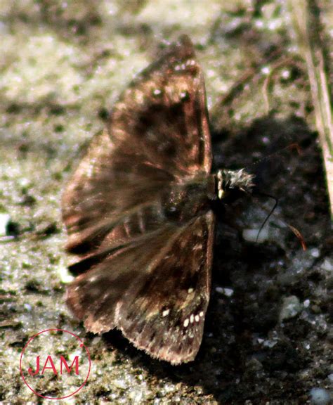 Horace S Duskywing Butterfly Project Noah