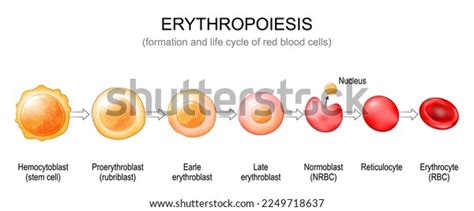 Erythropoiesis Formation Life Cycle Red Blood Stock Vector Royalty
