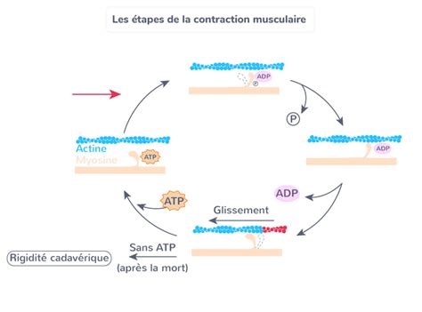 Schématiser les étapes de la contraction musculaire Tle Exercice de
