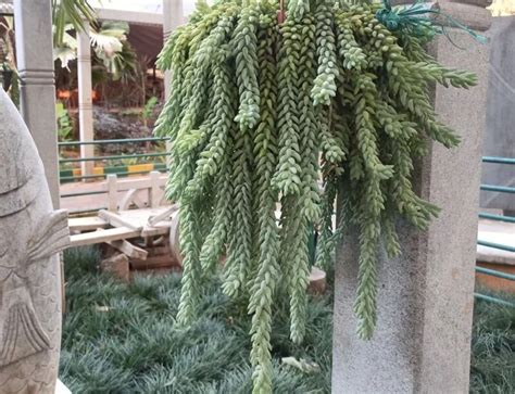 How To Propagate Burros Tail The Garden Bug Detroit