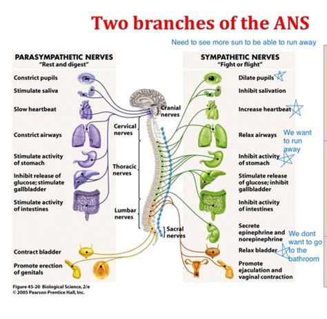 Lecture 5 Pharmacology Of The Autonomic Nervous System Introduction