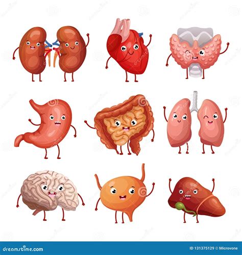 Cute Cartoon Human Organs Stomach Lungs And Kidneys Brain And Heart