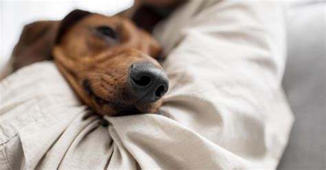 Perro Los Mejores Remedios Caseros Para Acabar Con La Tos