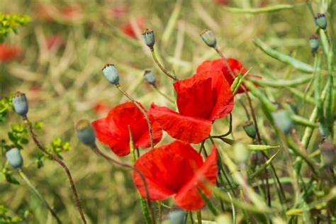 Campo De Amapolas Foto Premium