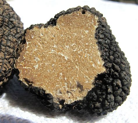 Les truffes quelle variété Comment planter un chêne truffier